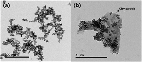 Application Of Polyethylenimine Coated Magnetic Nanocomposites For The Selective Separation Of