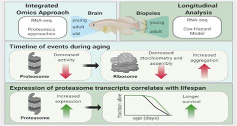 During Aging Proteins And RNAs Become Uncorrelated RNA Seq Blog