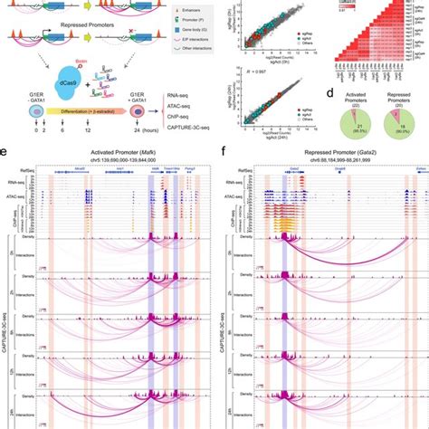 Multiplexed Capture Of Locus Specific Long Range Dna Interactions A