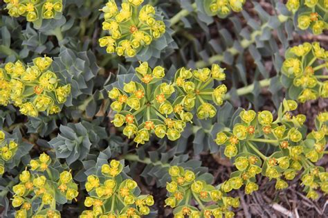 Noxious Weeds Utah Weed Control Association
