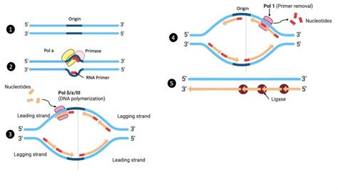 Stratified Cuboidal Epithelium Structure Function And Locations