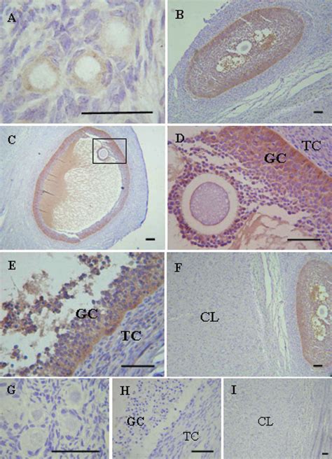 Cellular Localization Of Inhibin α Subunit During Follicular