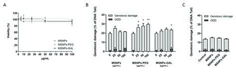 Cytotoxicity And Genotoxicity Evaluation Of Bare And Gated Msns On
