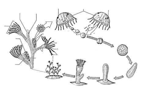 Diagram Of Obelia Life Cycle Quizlet