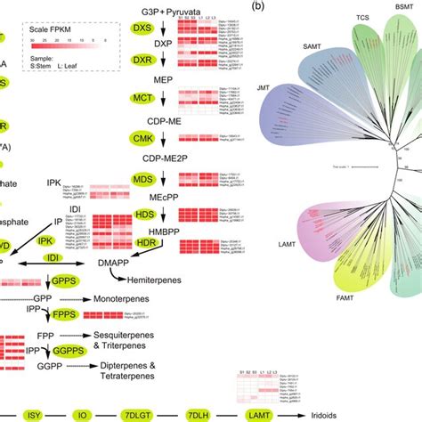 biosynthetic pathway of mep mva in dipterocarpaceae a mep mva