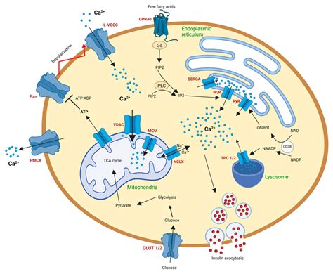 Schematic Of The Generation Of Stem Cell Derived Pancreatic Beta Cell