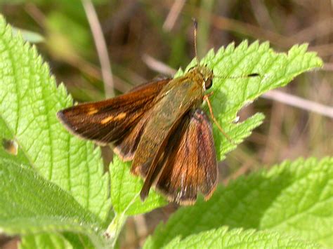 Northern Broken Dash —