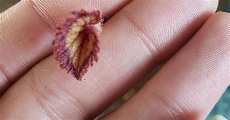 Rex Begonia Leaf Too Young To Propagate Album On Imgur