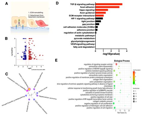 rna sequencing analysis of the mesenchymal state of the ovarian cancer