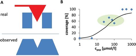 a afm image lateral broadening due to finite tip size two