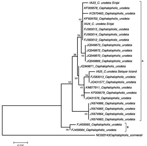 Neighbour Joining Tree Based On The Mtdna Coi Nucleotide Sequences Of
