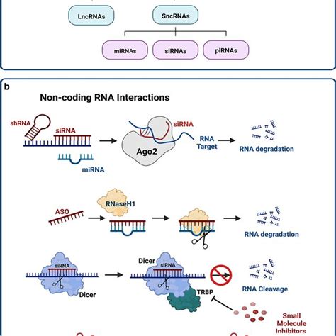 A Simplified Schematic Overview On Non Coding RNA NcRNA Species With Download Scientific