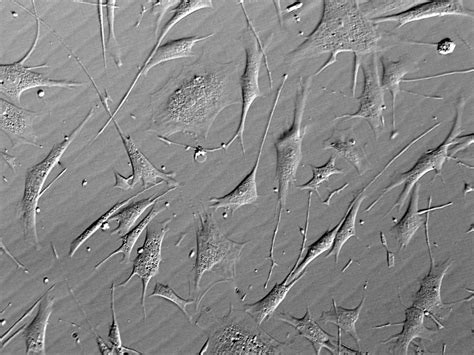 Creative Cell Mscs