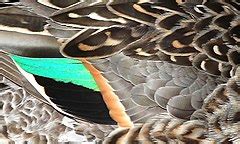 Categoryspeculum Feathers Wikimedia Commons