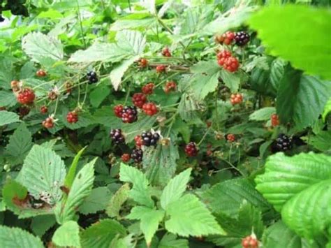 6 Common Texas Trees With Berries And How To Identify Them