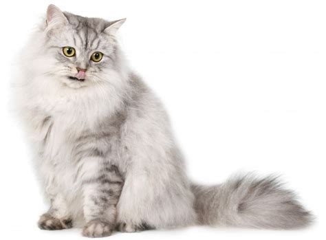 Кошки на прозрачном фоне картинки и фото Koshka Top