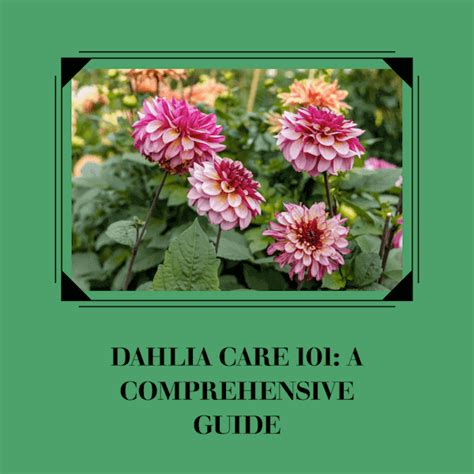 Dahlia Care How To Grow Dahlias