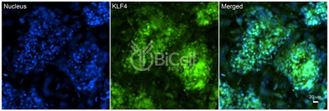 KLF4 antibody - BiCell Scientific®
