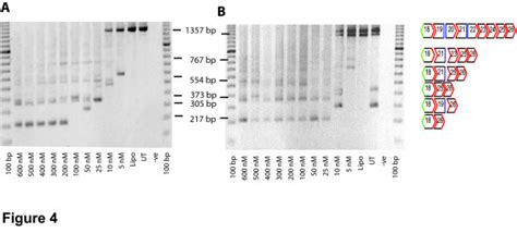 Rt Pcr Of Shortened Transcripts Induced In The Presence Of Background
