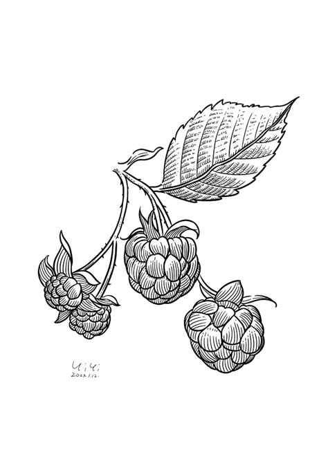 控笔训练 96 100。树莓 工具： Procreate 笔刷：工作室画笔 素材来自小红书 Procreate 黑白线描 手绘插画 黑白装饰