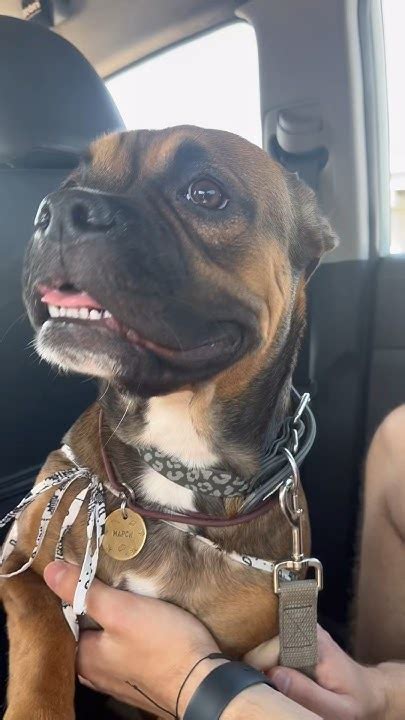 жаркая летняя пятница в моем новом бассейне🐶 #собака #pets #doglove # ...
