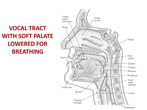 PPT SPEECH PRODUCTION RECOGNITION ANALYSIS AND SYNTHESIS PowerPoint Presentation ID 2280376