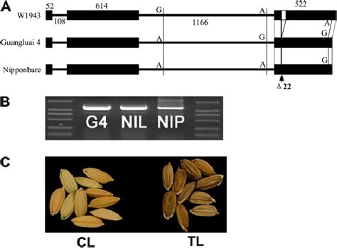 Sequence Comparison Of Bh4 And Overexpression Of Bh4 In Guangluai 4 A Download Scientific