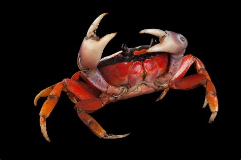 See Crabs That Decorate Themselves With Style National Geographic