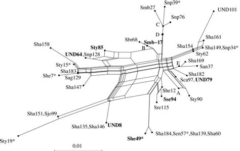 a phylogenetic network the network was generated by neighbor net for a