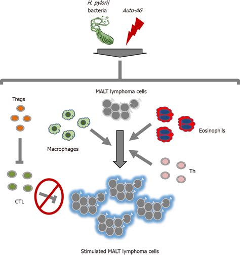 Mucosa Associated Lymphoid Tissue