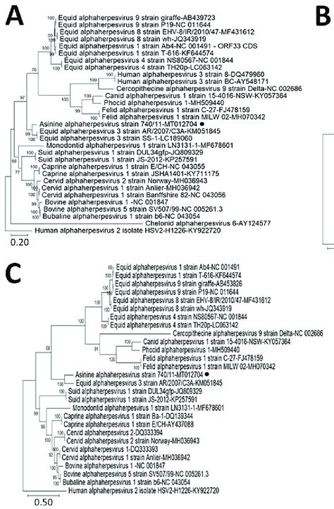 Phylogenetic Trees Based On The Full Length Nucleotide Sequence Of