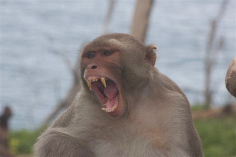 Rhesus Monkey