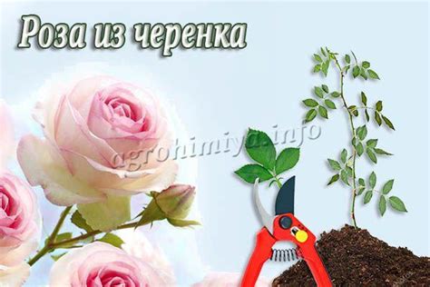 Как вырастить розу из черенка лучшие способы в домашних условиях