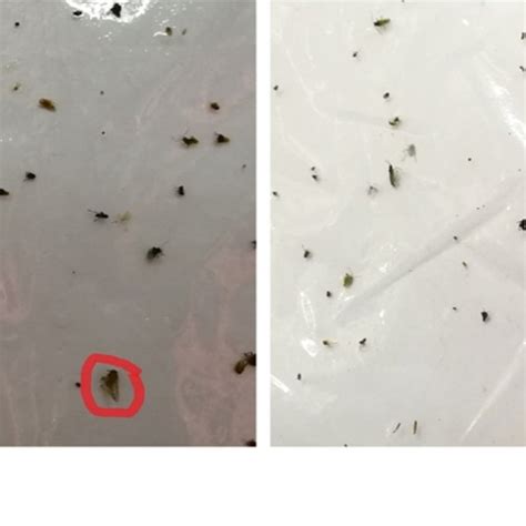 Flow Chart Symbols Used Following Iso 5807 Download Scientific Diagram