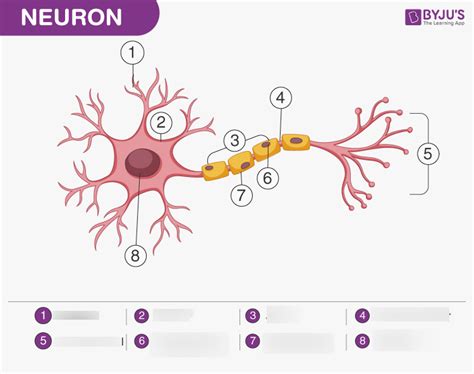 neuron structure function diagram quizlet