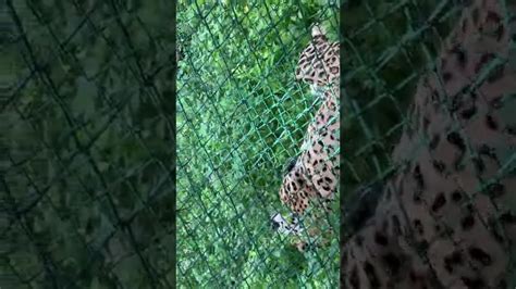 Leopard Youtube
