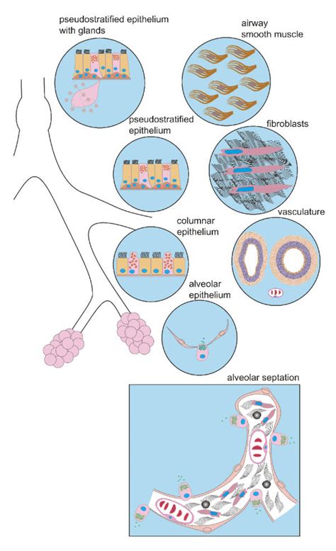 Stem Cell Compartments In The Lungs The Endoderm Derived Epithelium Download Scientific