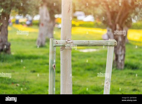 A Sapling Of A Young Tree With Supporting Sticks In A City Park Help Ecology And Environment Or A Sapling Of A Young Tree With Supporting Sticks In A City Park Help Ecology And Environment Or