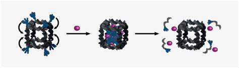 Nanostructures Made Of Dna Strands Can Encapsulate Nanostructure And
