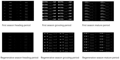 Agronomy | Free Full-Text | Convolutional Neural Network-Based ...