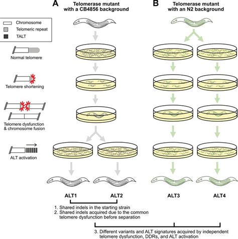 Long Read Sequencing And Denovogenome Assemblies Reveal Complex