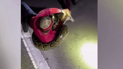 États Unis un python de près de six mètres capturé par un homme à mains nues en Floride