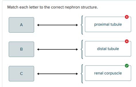 Solved Match Each Letter To The Correct Nephron Structure