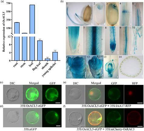 Figure 5 From Overexpression Of Osacl5 Triggers Environmentally
