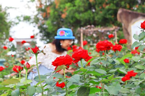 ฟลอร่า พาร์ค วังน้ำเขียว ที่เที่ยวหน้าหนาว เที่ยวเขาใหญ่ ชมสวนดอกไม้สวย