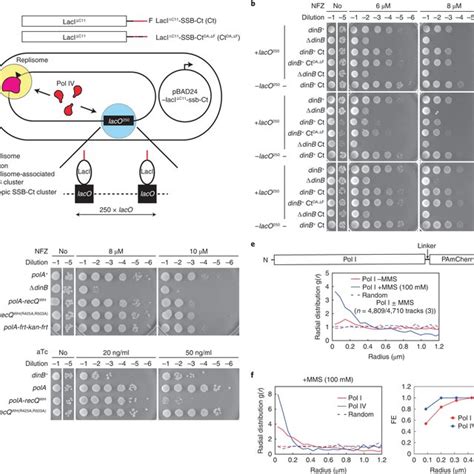Roles Of Ssb In Pathway Choice And Fork Compartmentalization A Lesion