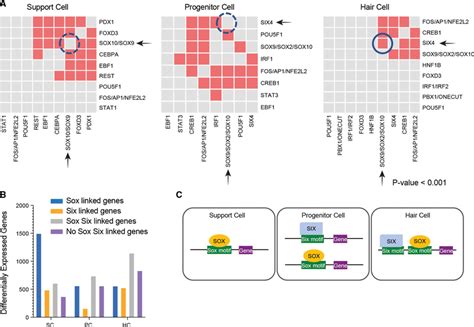 Combinatorial Accessibility Of Six And Sox Tfs Are Defined By Distinct Download Scientific