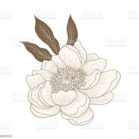 고급 금 모란 트렌디한 식물 요소 손으로 그린 선은 나뭇 가지와 개화를 나눕니다 인쇄물 벽 예술 인사말 카드 초대장 및 웨딩 카드를위한 꽃 라인 아트 디자인 0명에 대한