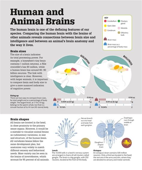 how the brain works the facts visually explained 儿童英语图书馆
