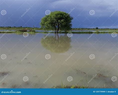 Babool Tree Stock Image Image Of Nature Babool Morning 129779999